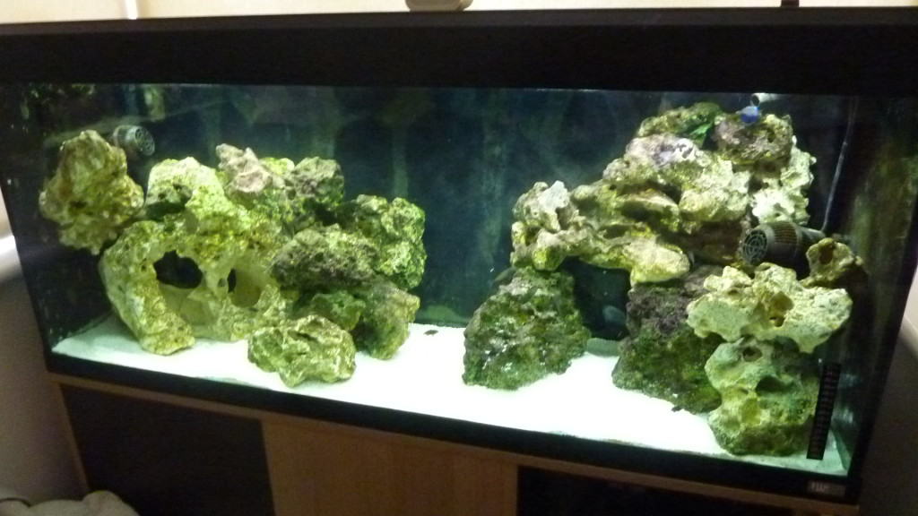 How To Set Up A Tropheus Breeding Tank - Tropical Fish Site