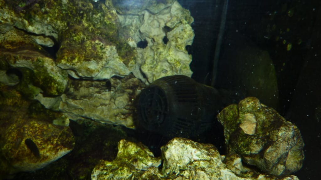 How To Set Up A Tropheus Breeding Tank - Tropical Fish Site