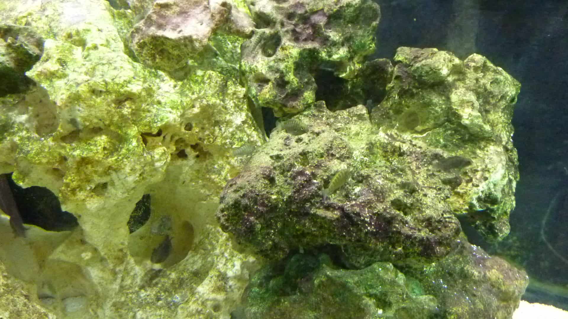 How To Set Up A Tropheus Breeding Tank - Tropical Fish Site