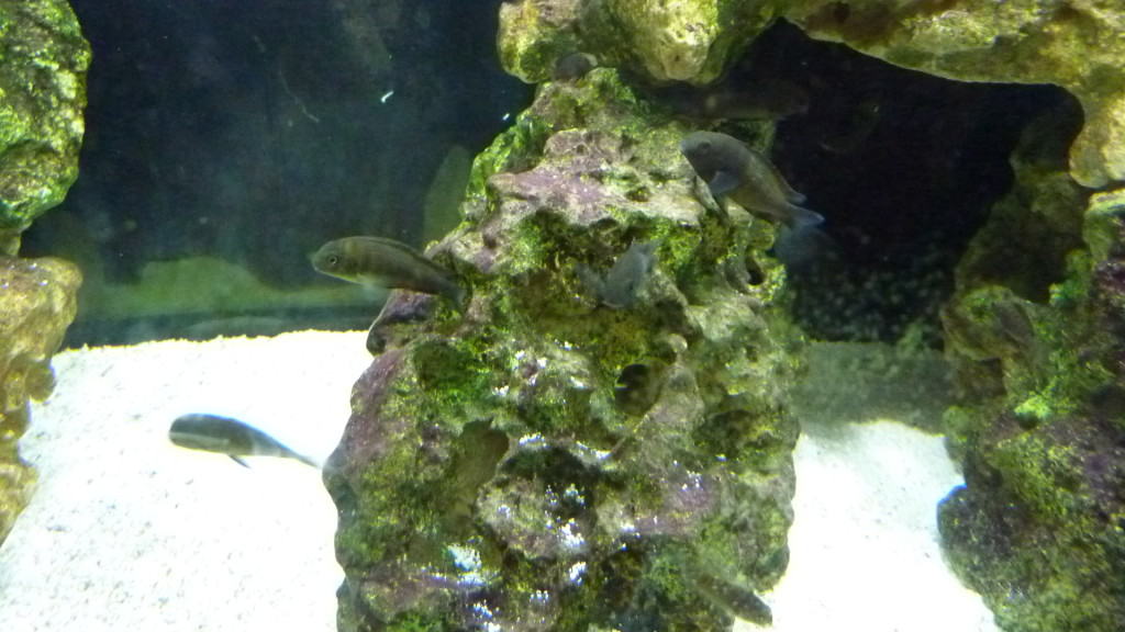 How To Set Up A Tropheus Breeding Tank - Tropical Fish Site