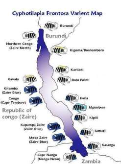 Frontosa - Cyphotilapia Frontosa - Tropical Fish Site