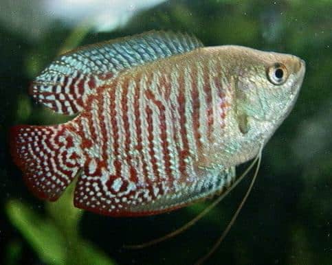 Tropical Fish Profiles – Tropical Fish Site