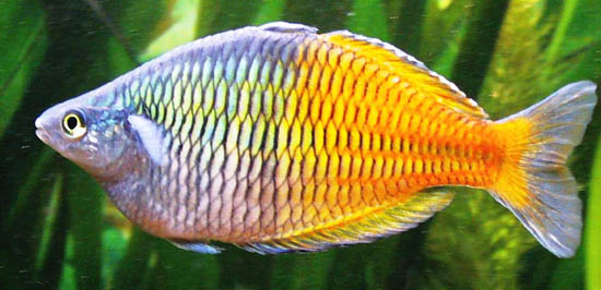 Tropical Fish Profiles – Tropical Fish Site