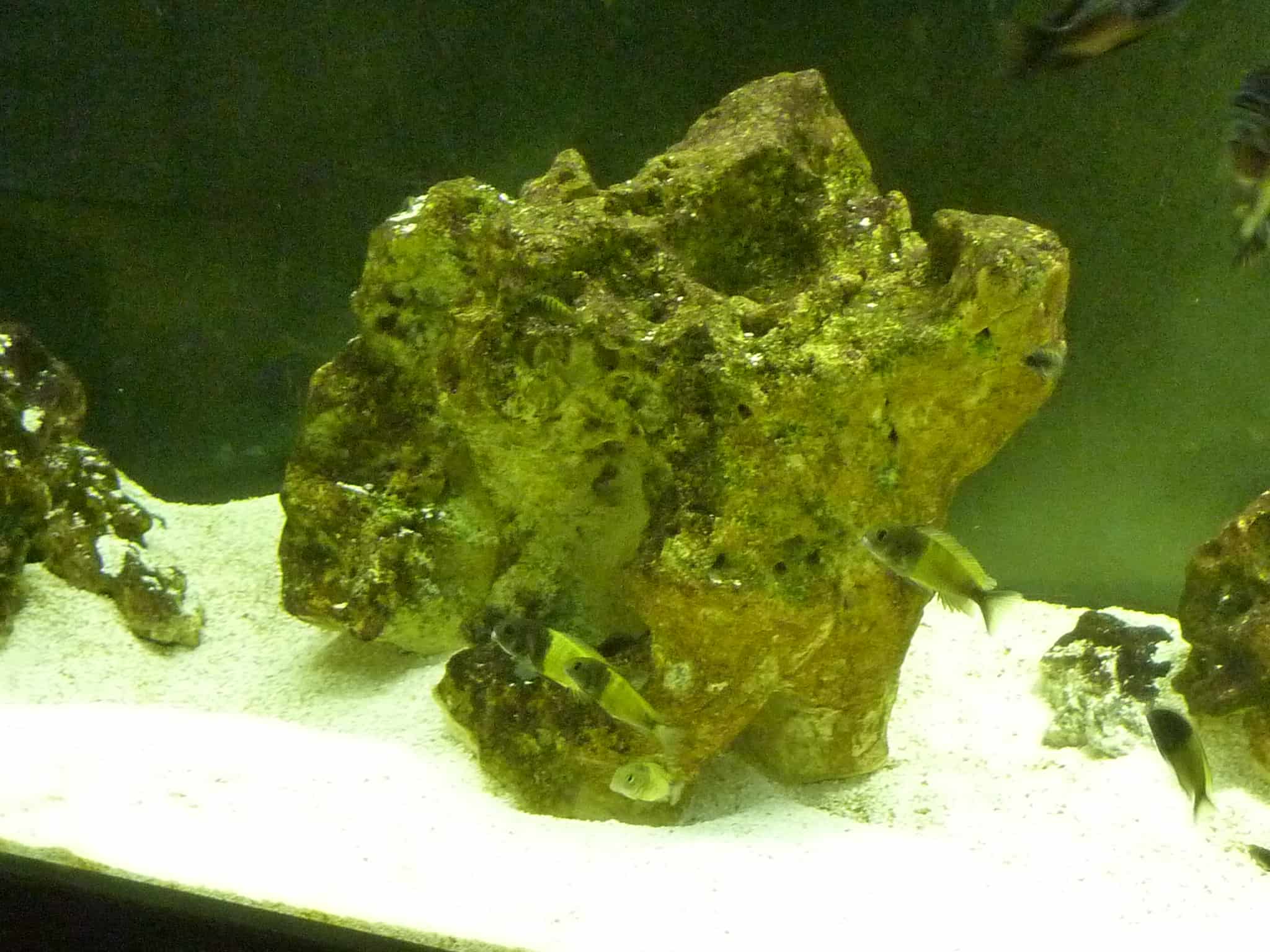 Ocean Rock For Tropical Aquariums Review - Tropical Fish Site