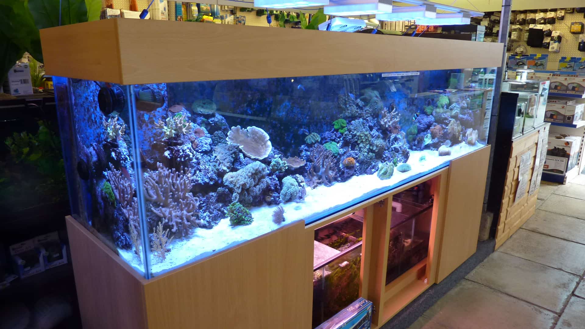 Your Fish Tanks – Tropical Fish Site