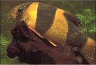 Freshwater Tropical Ich (White Spot) (Ick) Fish Disease - Tropical Fish ...