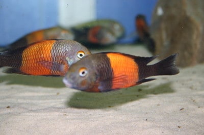 Recommended Tank Mates For Tropheus Tropical Cichlid Fish - Tropical ...