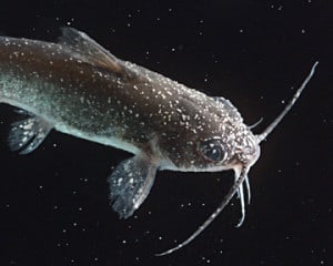 Freshwater Tropical Ich (White Spot) (Ick) Fish Disease - Tropical Fish ...