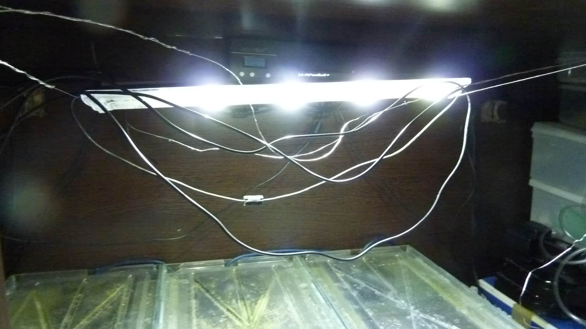 How To Set Up A Hospital Quarantine Fish Tank - Tropical Fish Site