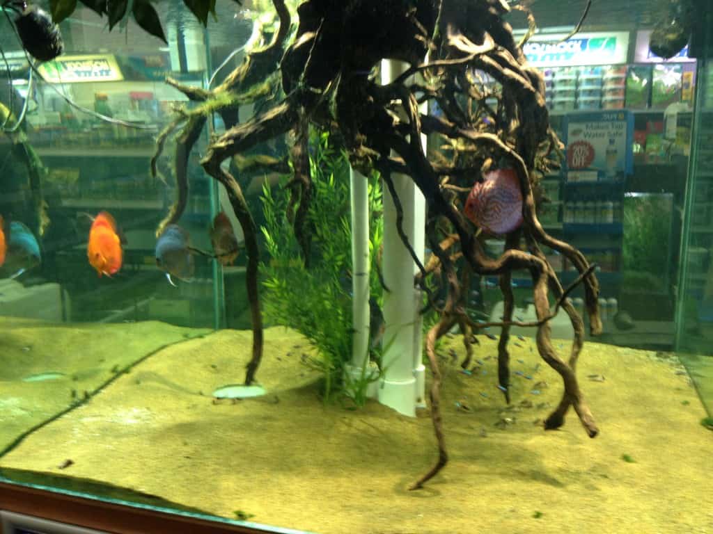 Fish Store Near Me Save Up To 19 smlinst