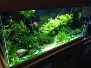 Best Temperature For Tropical Fish Tank Aquariums - Tropical Fish Site