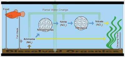 Understanding The Nitrogen Cycle In A Fish Tank Aquarium - Tropical ...