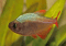 Columbian Red Fin Tetra - Hyphessobrycon Columbianus - Tropical Fish Site