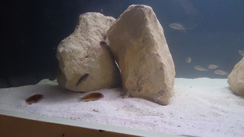 Tropheus Tank 6x3x2 by Calvin Buyuk - Tropical Fish Site