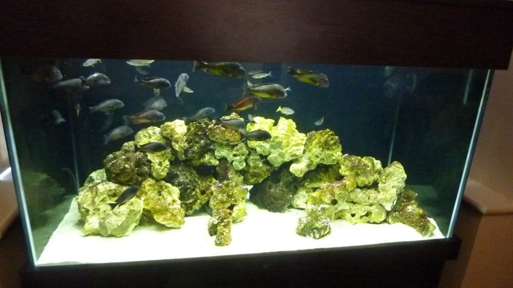 Tropheus and Sardine Cichlid Aquarium 400L | Tropical Fish Site