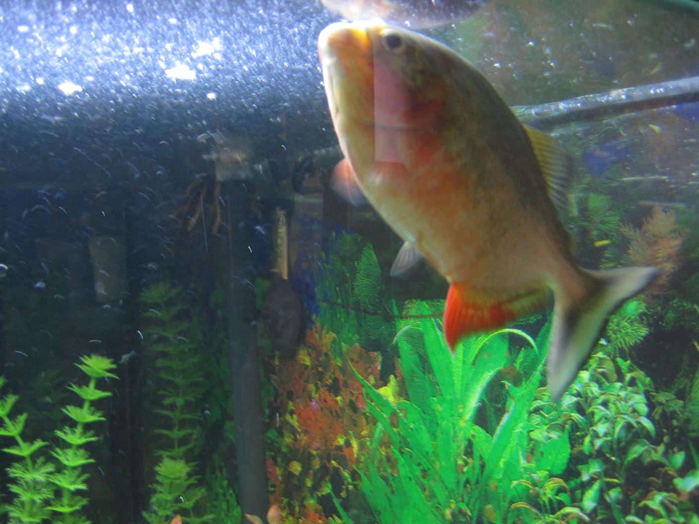 Why Does My Tropical Fish Appear To Eat The Surface Of The Water ...