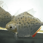 Disk Tetra – Myleus Schomburgkii | Tropical Fish Site