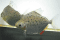 Spotted Silver Dollar - Metynnis Lippincottianus - Tropical Fish Site