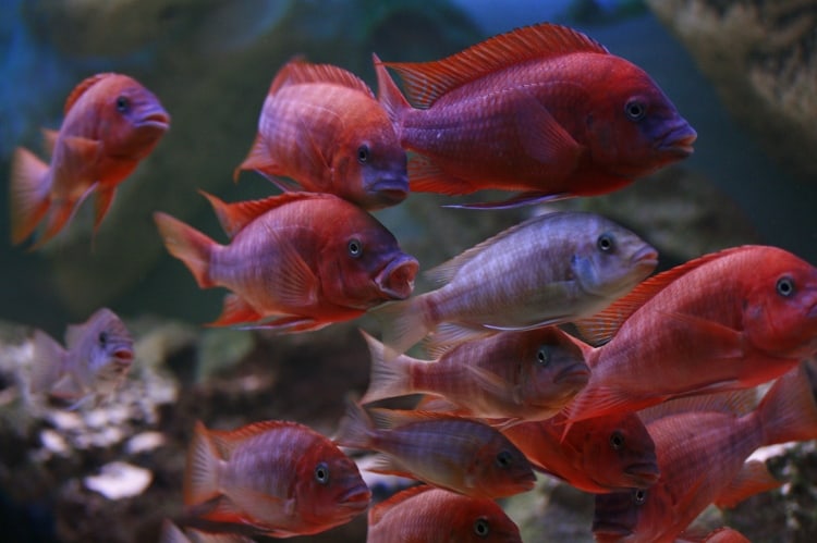 Petrochromis sp. Red Bulu Point - Tropical Fish Site