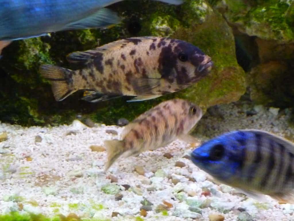 240 Litre Malawi Aquarium - Tropical Fish Site