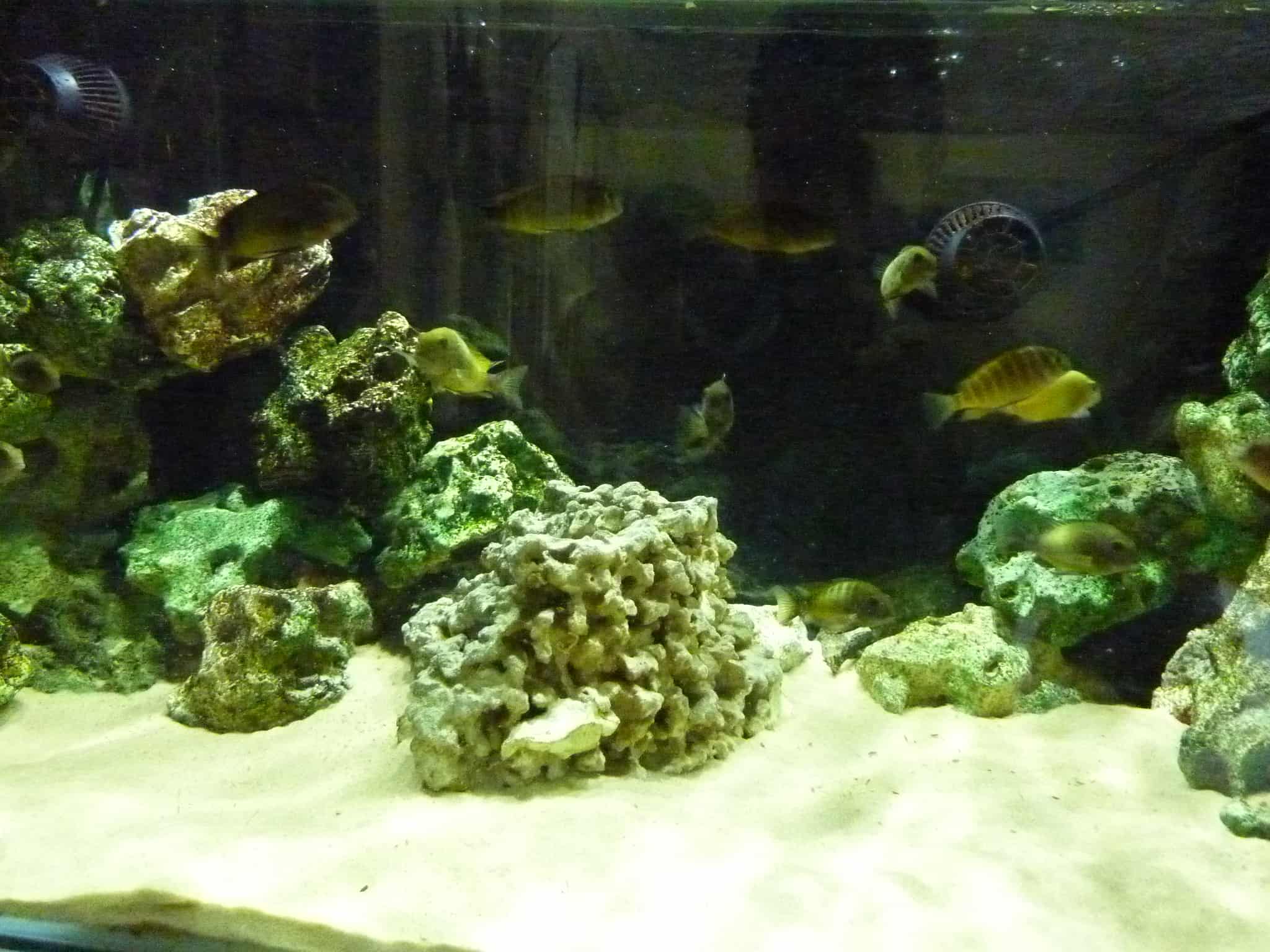 100 Litre Tropheus Fish Tank - Tropical Fish Site