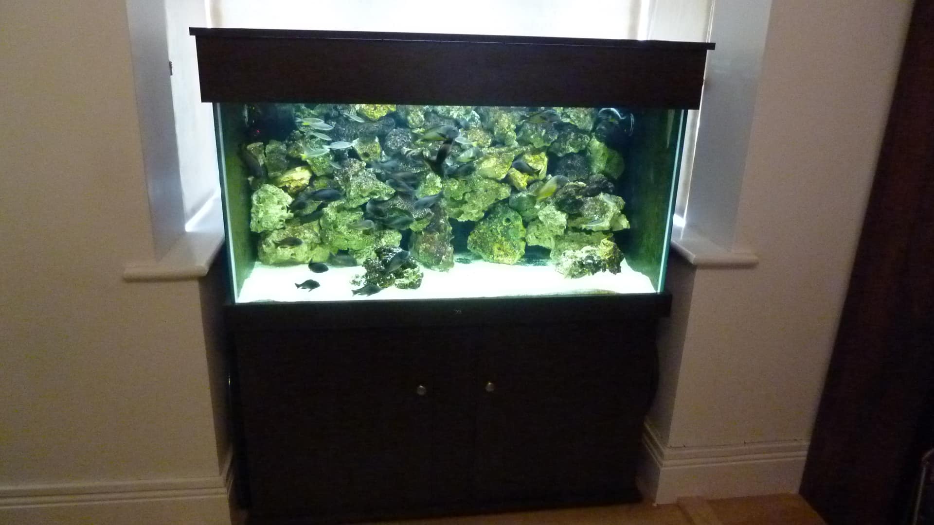 Should I Put A Background On My Fish Tank Aquarium - Tropical Fish Site