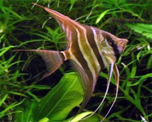 Altum Angelfish – Pterophyllum Altum | Tropical Fish Site