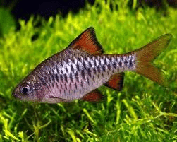 Checkered Barb – Puntius Oligolepis | Tropical Fish Site