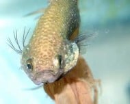 Gill Flukes Fish Disease - Tropical Fish Site
