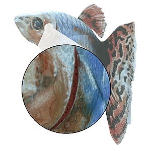 Common Tropical Fish Diseases | Tropical Fish Site