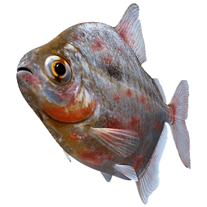 Hemorrhagic Septicemia Fish Disease | Tropical Fish Site