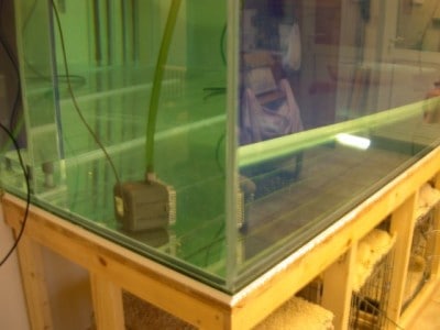 What Are The Benefits Of Optiwhite Aquarium Glass - Tropical Fish Site