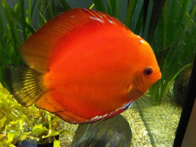 Red Marlboro Discus - Symphysodon Aequifaciatus sp. - Tropical Fish Site