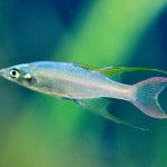 Eastern Rainbowfish – Melanotaenia Splendida | Tropical Fish Site
