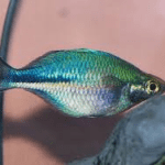 Eastern Rainbowfish – Melanotaenia Splendida | Tropical Fish Site