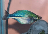 Turquoise Rainbowfish - Melanotaenia Lacustris - Tropical Fish Site