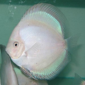 Albino Discus – Symphysodon Aequifaciatus sp. | Tropical Fish Site