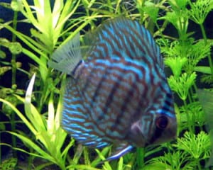 Blue Turquoise Discus - Symphysodon Aequifaciatus sp. - Tropical Fish Site