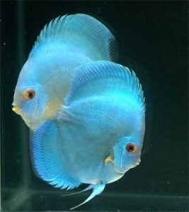 Cobalt Blue Discus - Symphysodon Aequifaciatus sp. - Tropical Fish Site