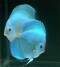 Cobalt Blue Discus - Symphysodon Aequifaciatus sp. - Tropical Fish Site
