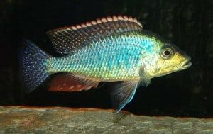 Haplochromis Similis Type - Lethrinops Lethrinus - Tropical Fish Site