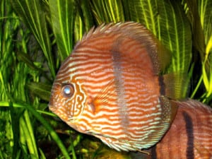 Heckel Discus - Symphysodon Aequifaciatus sp. - Tropical Fish Site