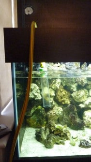 How To Perform A Fish Tank Aquarium Water Change - Tropical Fish Site