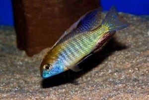 Lethrinops Aurita - Lethrinops Microstoma - Tropical Fish Site