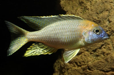 Lethrinops Nyassae - Lethrinops Sp. Nyassae - Tropical Fish Site