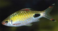 Filament Barb - Dawkinsia Filamentosa - Tropical Fish Site