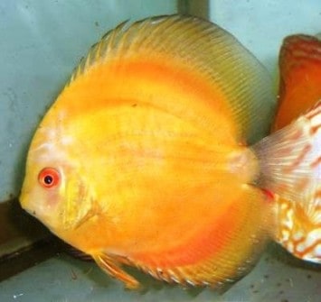 Siam Gold Discus - Symphysodon Aequifaciatus sp. - Tropical Fish Site