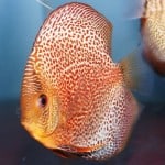 Spotted Eruption Discus - Symphysodon Aequifaciatus sp. - Tropical Fish ...