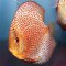 Spotted Eruption Discus - Symphysodon Aequifaciatus sp. - Tropical Fish ...