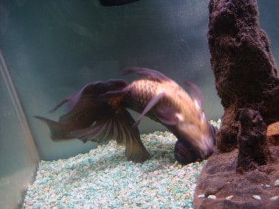 Common Tropical Fish Diseases - Tropical Fish Site